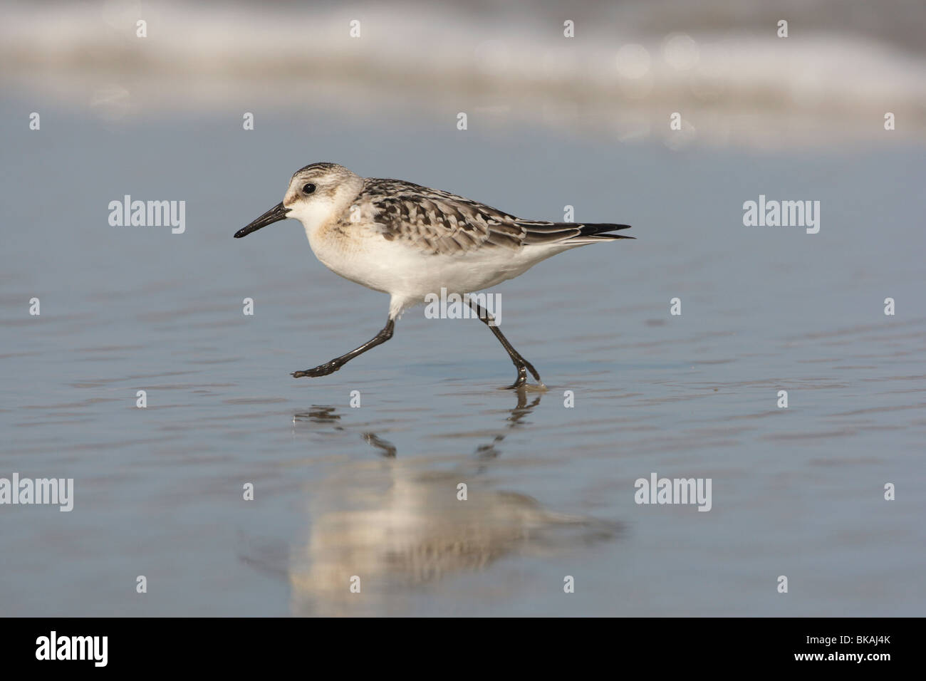 Running juvenile hi-res stock photography and images - Alamy