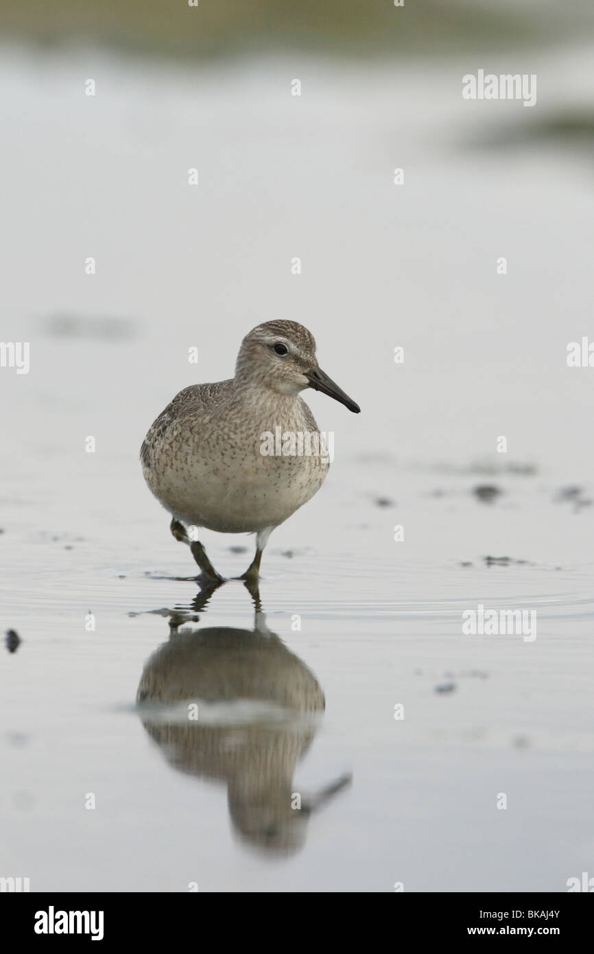 Young red knot hi-res stock photography and images - Alamy