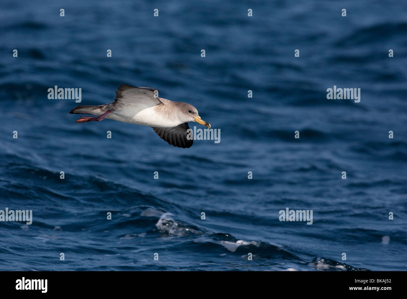 Shearwater fishing hi-res stock photography and images - Alamy