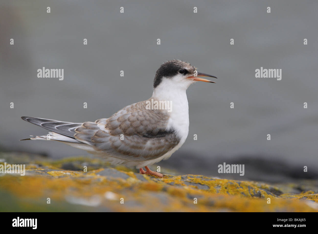 Young Common Tern Stock Photo - Alamy