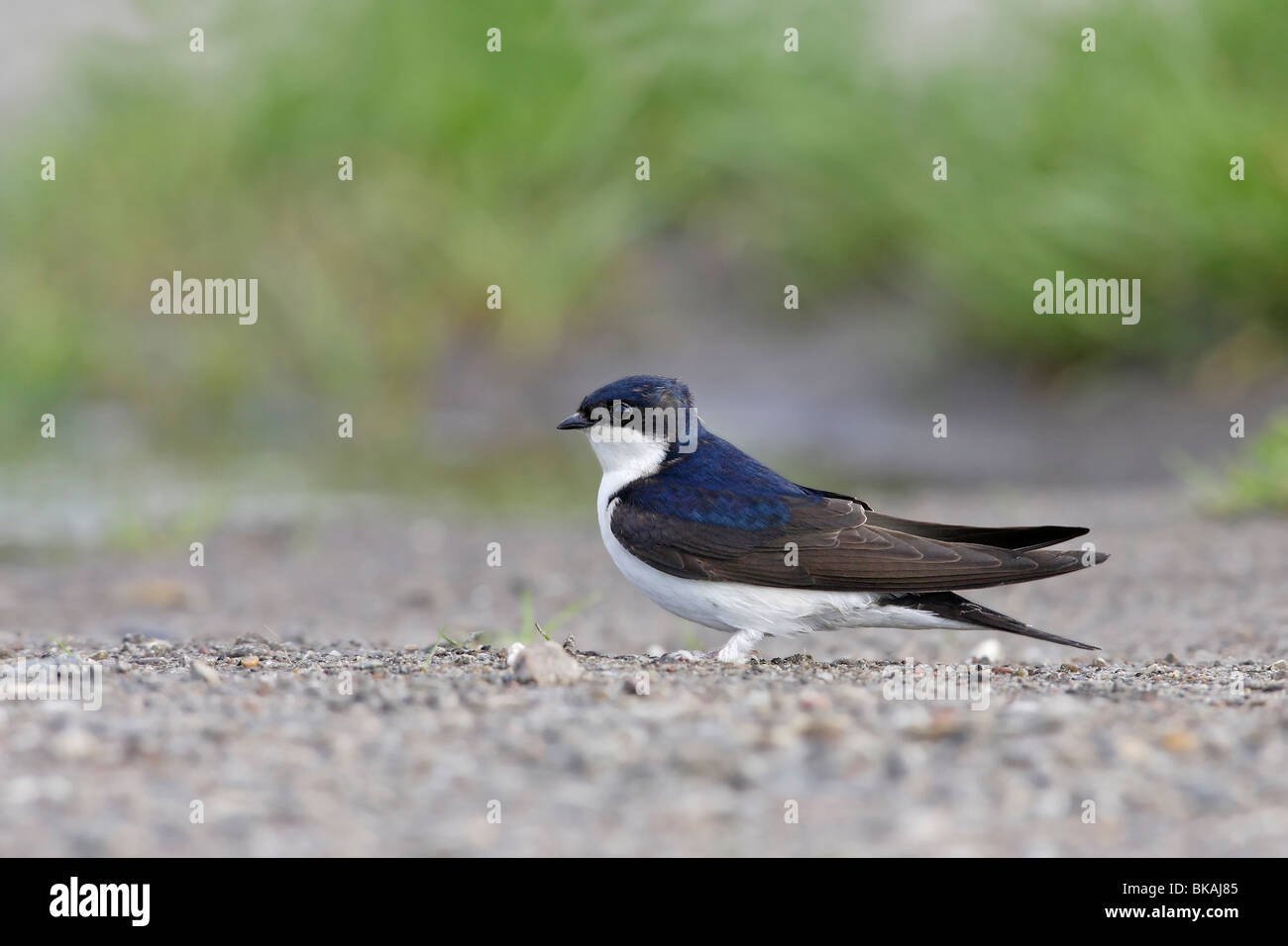 house martin resting Stock Photo - Alamy