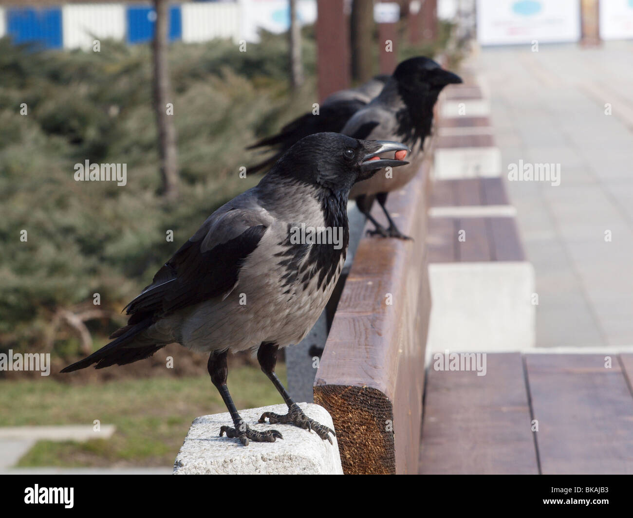Hooded Crow and peanuts Stock Photo - Alamy