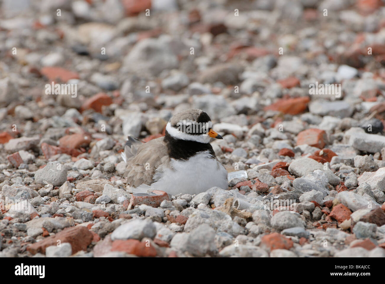 Adult Ringed Plover breeding Stock Photo - Alamy