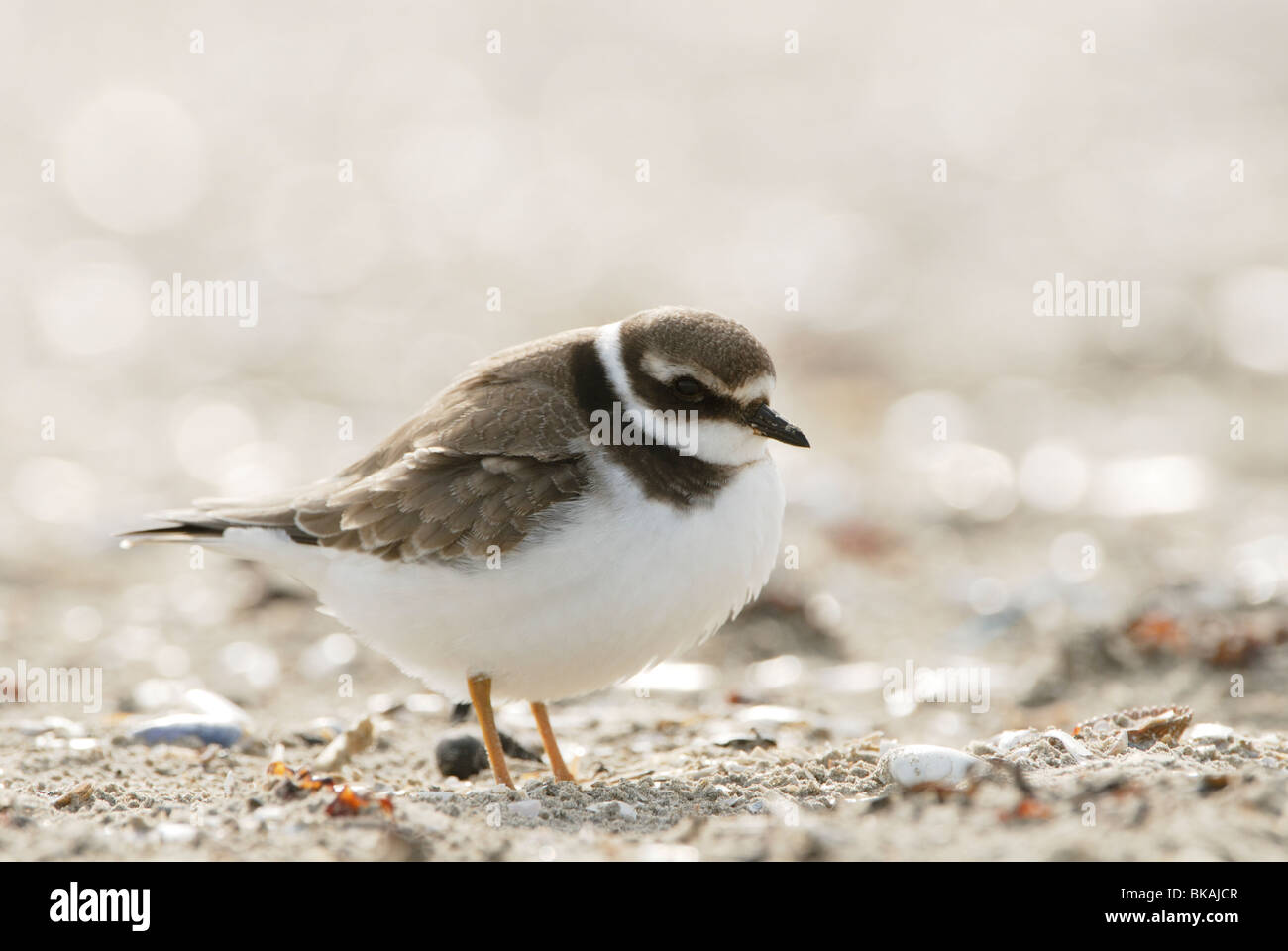 Juvenile Ringed Plover, backlit Stock Photo - Alamy