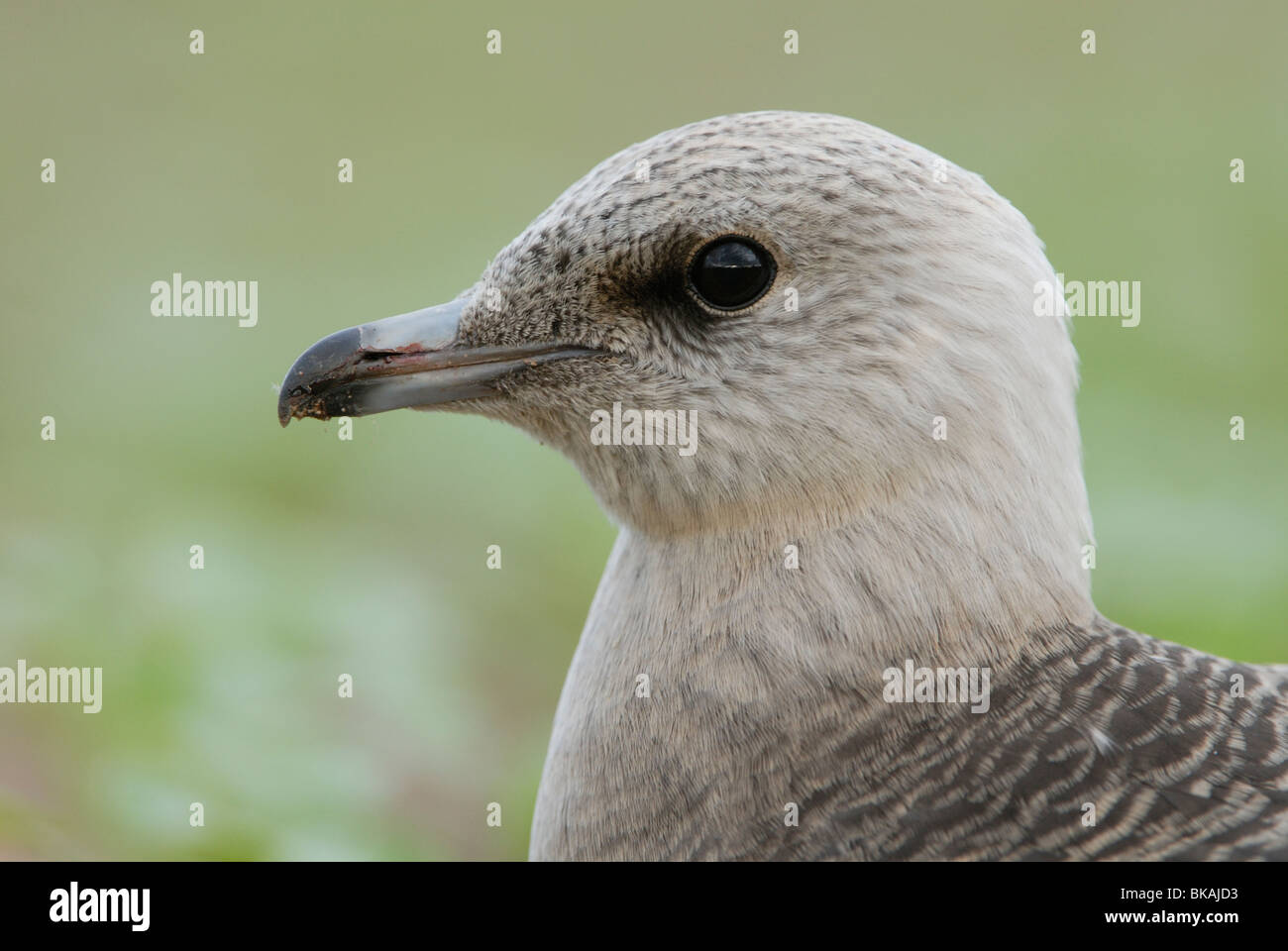 Skua family hi-res stock photography and images - Alamy
