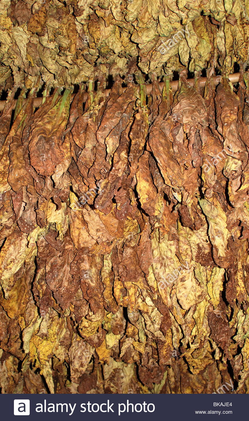 Curing Tobacco Leaves Stock Photos & Curing Tobacco Leaves Stock Images ...