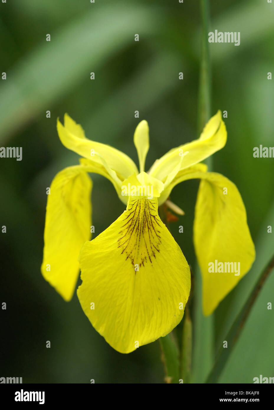Gele Bloem High Resolution Stock Photography and Images - Alamy