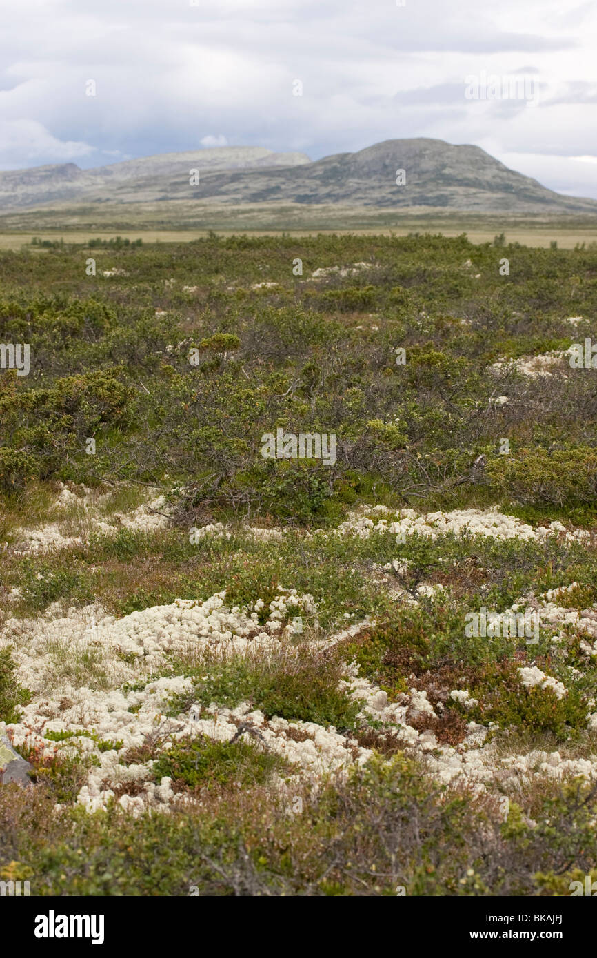 Typical Scandinavian hugh altitude treeless landscape with Common ...