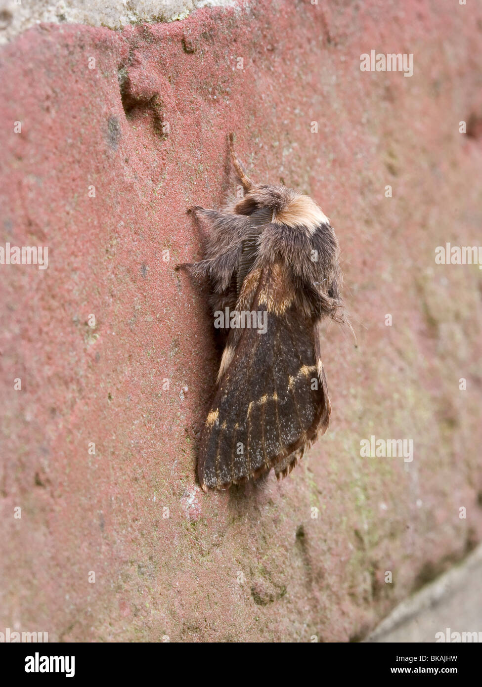 December Moth resting on a brick wall Stock Photo - Alamy