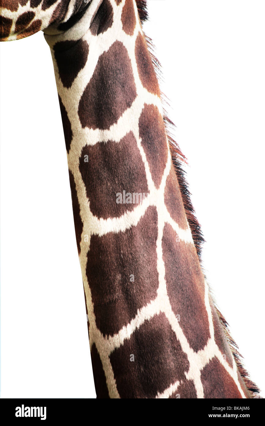 close up of a giraffes neck Stock Photo - Alamy