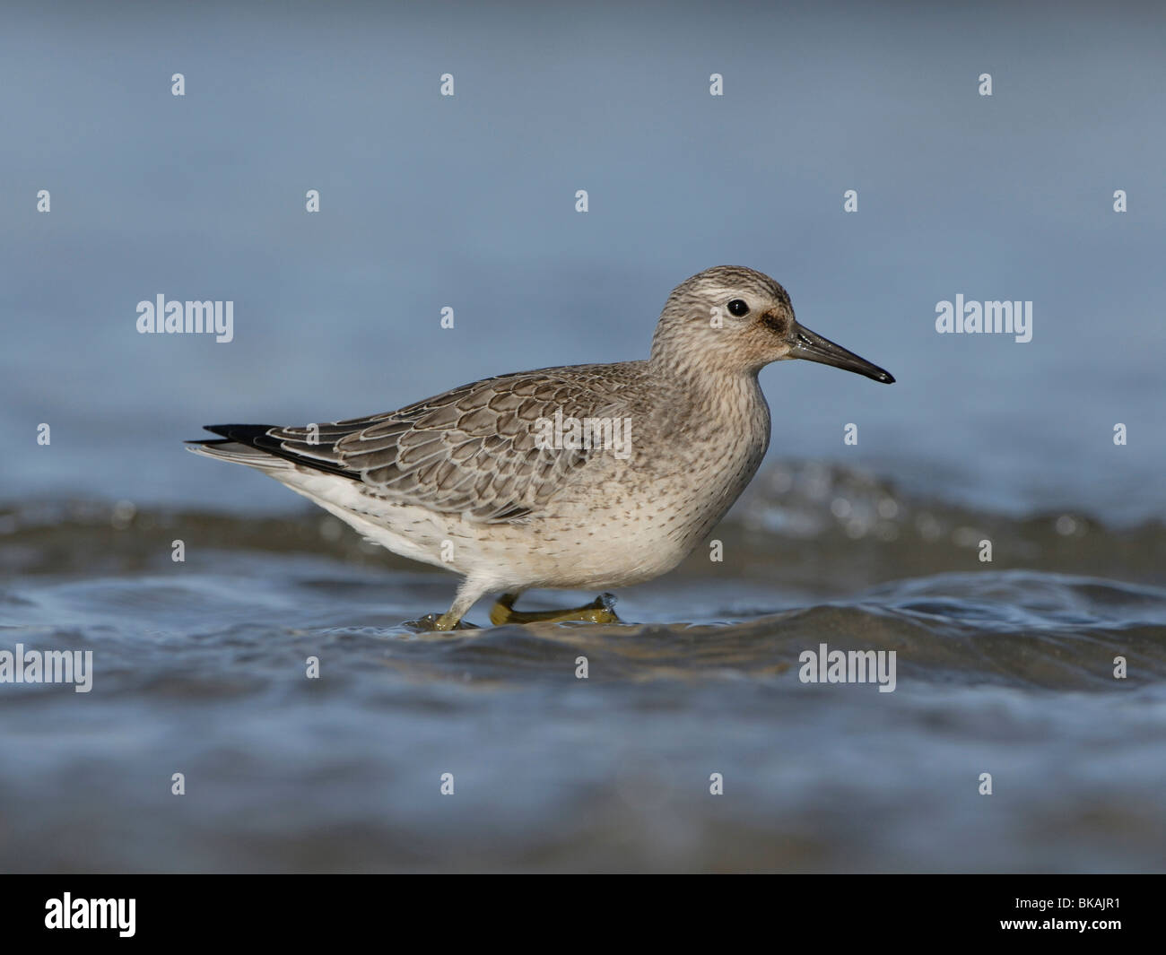 Knot walking through the waves Stock Photo - Alamy