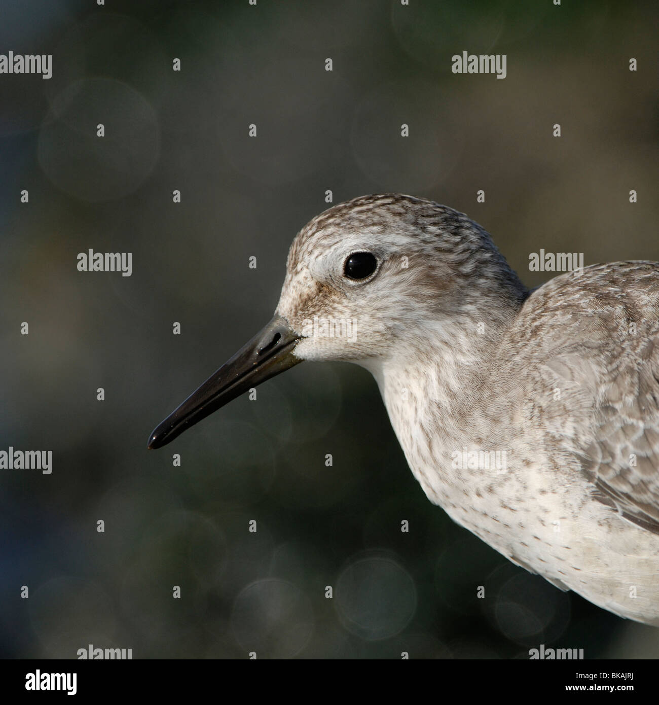 The first knot hi-res stock photography and images - Alamy