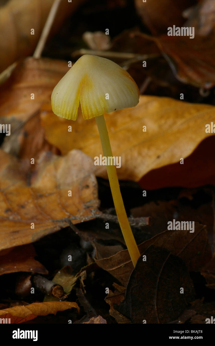 Beech leaf bonnet hi-res stock photography and images - Alamy
