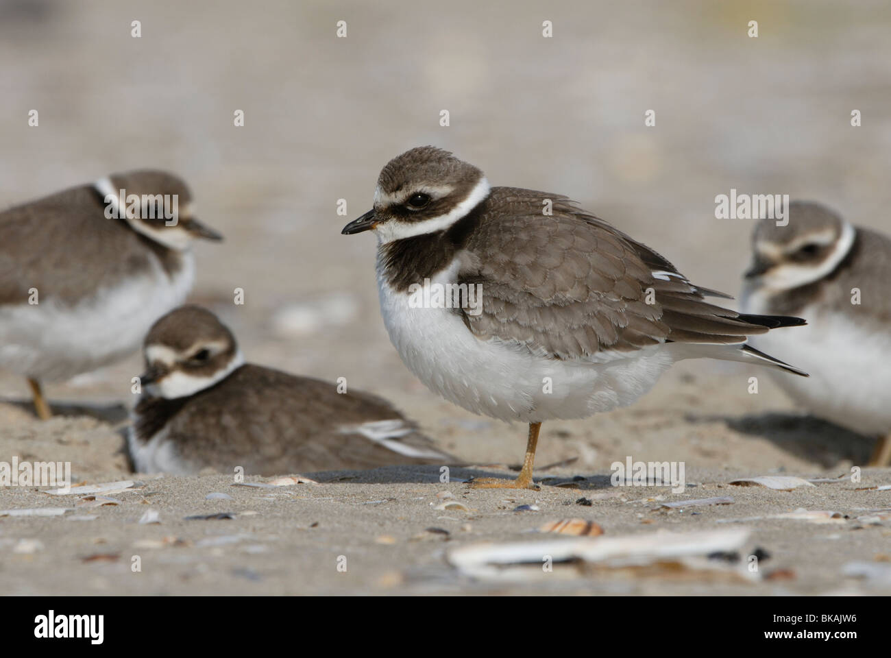 Group of juvenile Ringed Plovers resting on the beach Stock Photo - Alamy