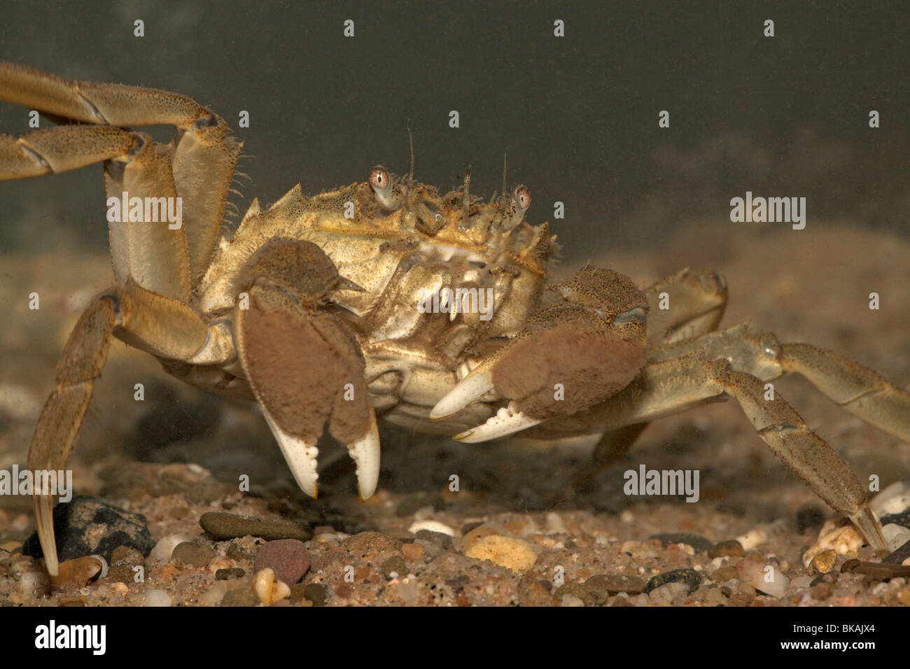 a chinese mitten crab walking on the riverbottom Stock Photo - Alamy