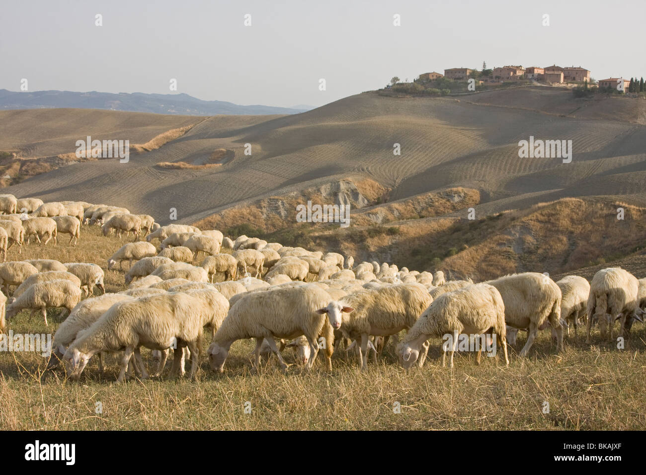 Flock of sheep in Tuscany, Italy Stock Photo - Alamy