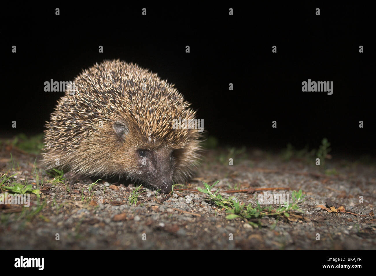a fouraging hedgehog photographed at night Stock Photo - Alamy