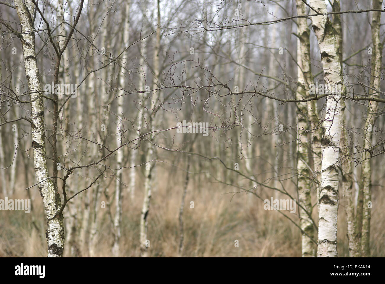 Birch family betulaceae hi-res stock photography and images - Alamy