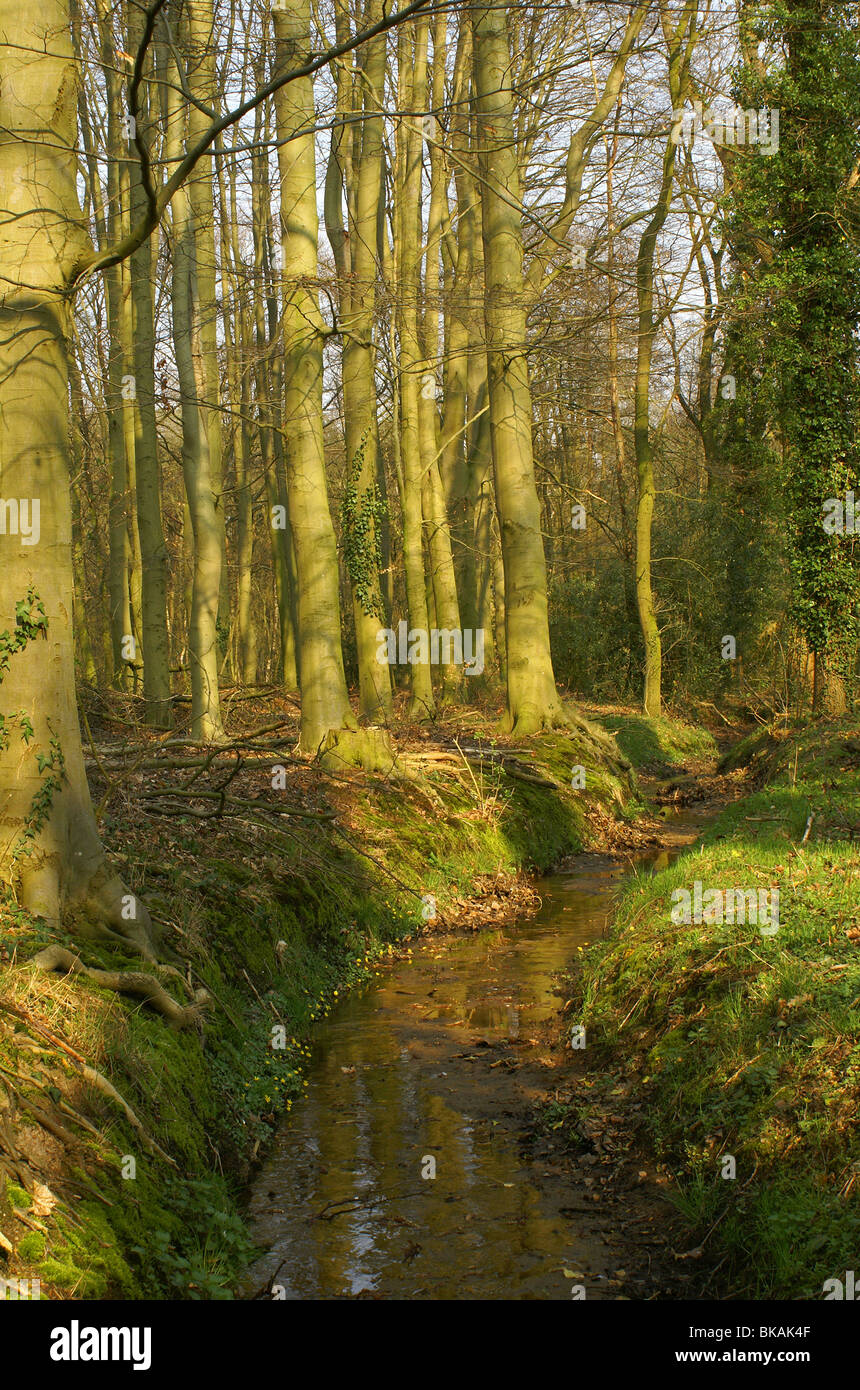 Natuurlijke beek hi-res stock photography and images - Alamy