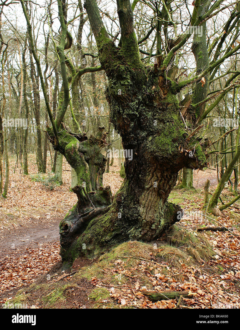 Old oak tree in special form Stock Photo - Alamy