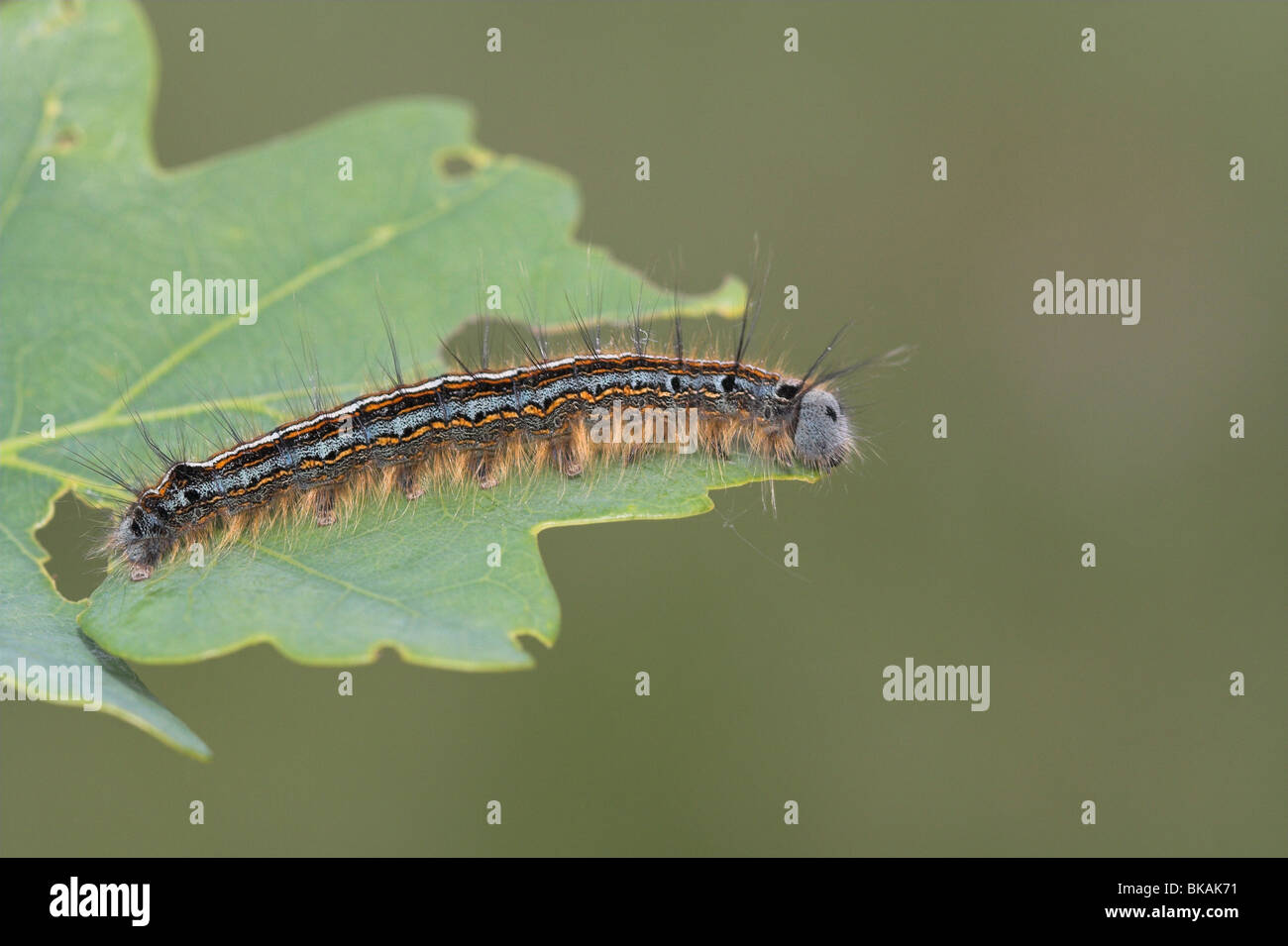 Lackey hi-res stock photography and images - Alamy