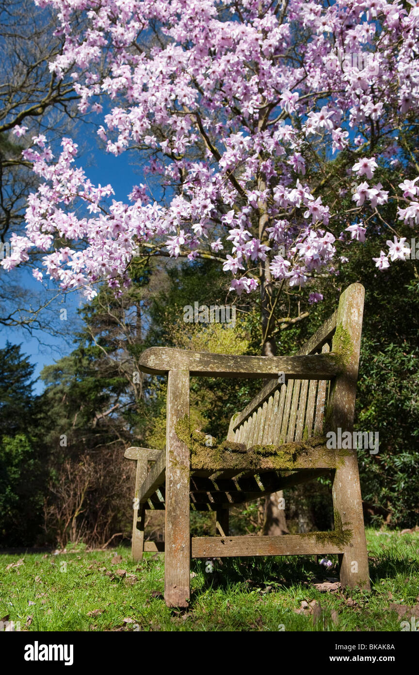 Magnolia tree in front garden hi-res stock photography and images - Alamy
