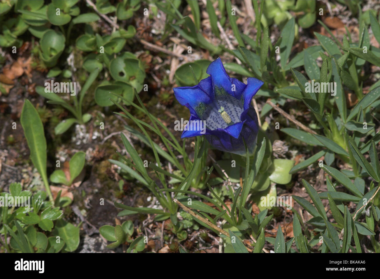 Alpine gentian gentiana alpina hi-res stock photography and images - Alamy