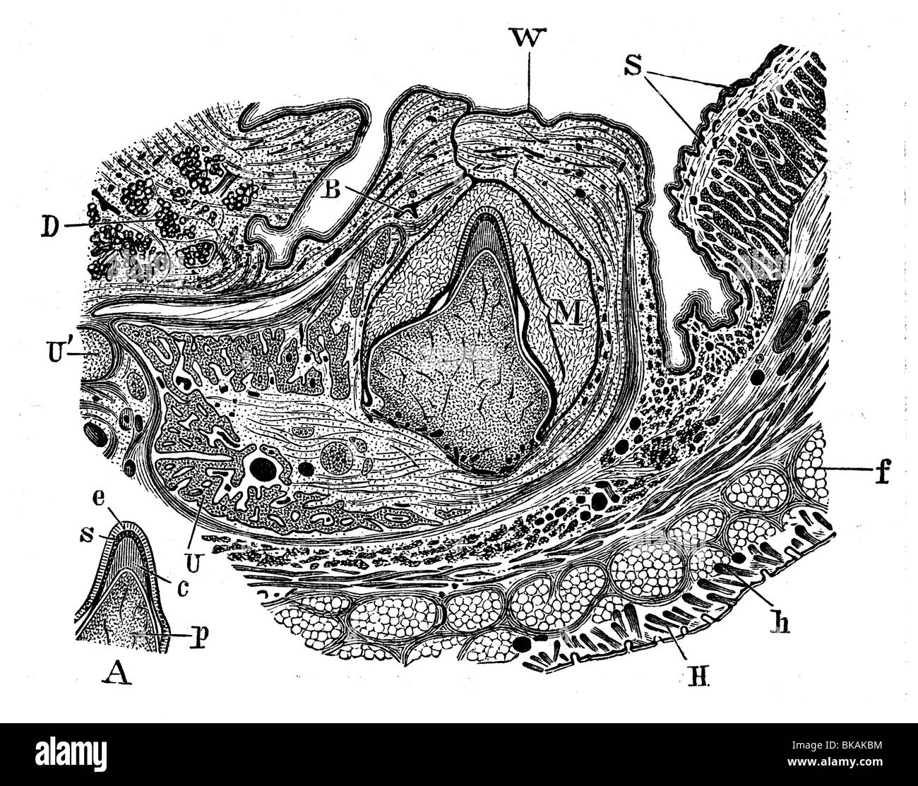 Ancient development Black and White Stock Photos & Images - Alamy