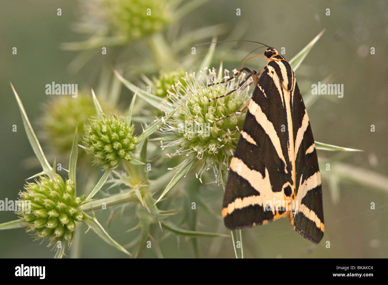 Tiger moth arctiidae hi-res stock photography and images - Alamy