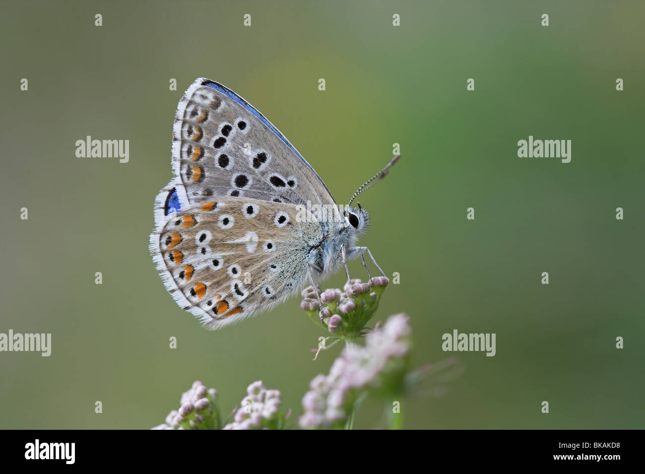 Adonis blue male underwing view hi-res stock photography and images - Alamy