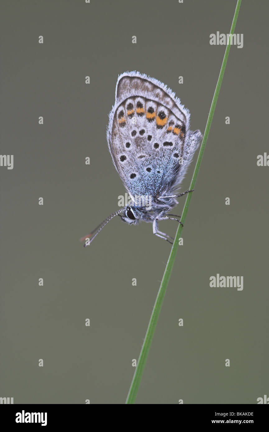 Silver-studded Blue male underwing view Stock Photo - Alamy