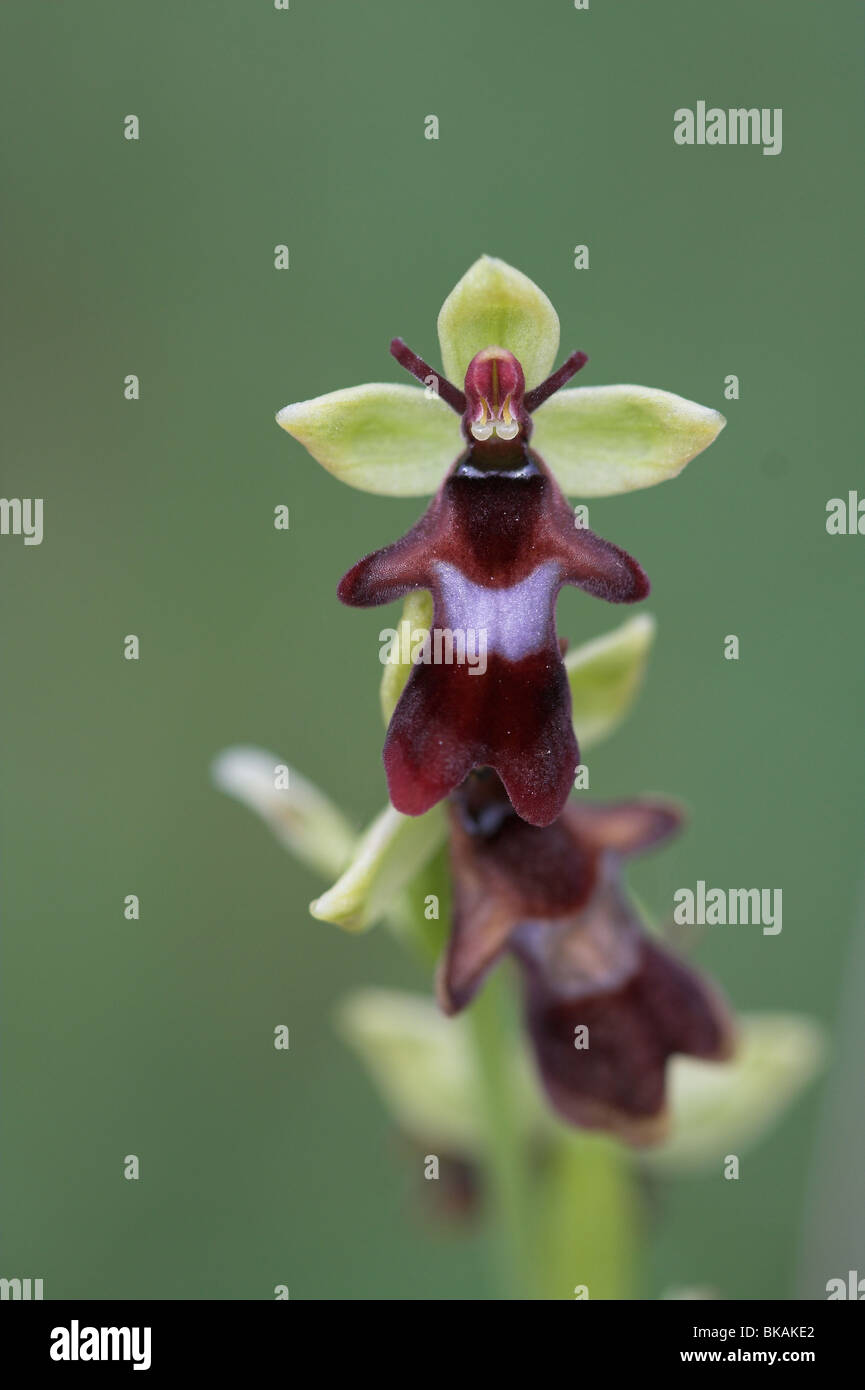 Fly Orchid (Ophrys insectifera) flower in close-up Stock Photo - Alamy