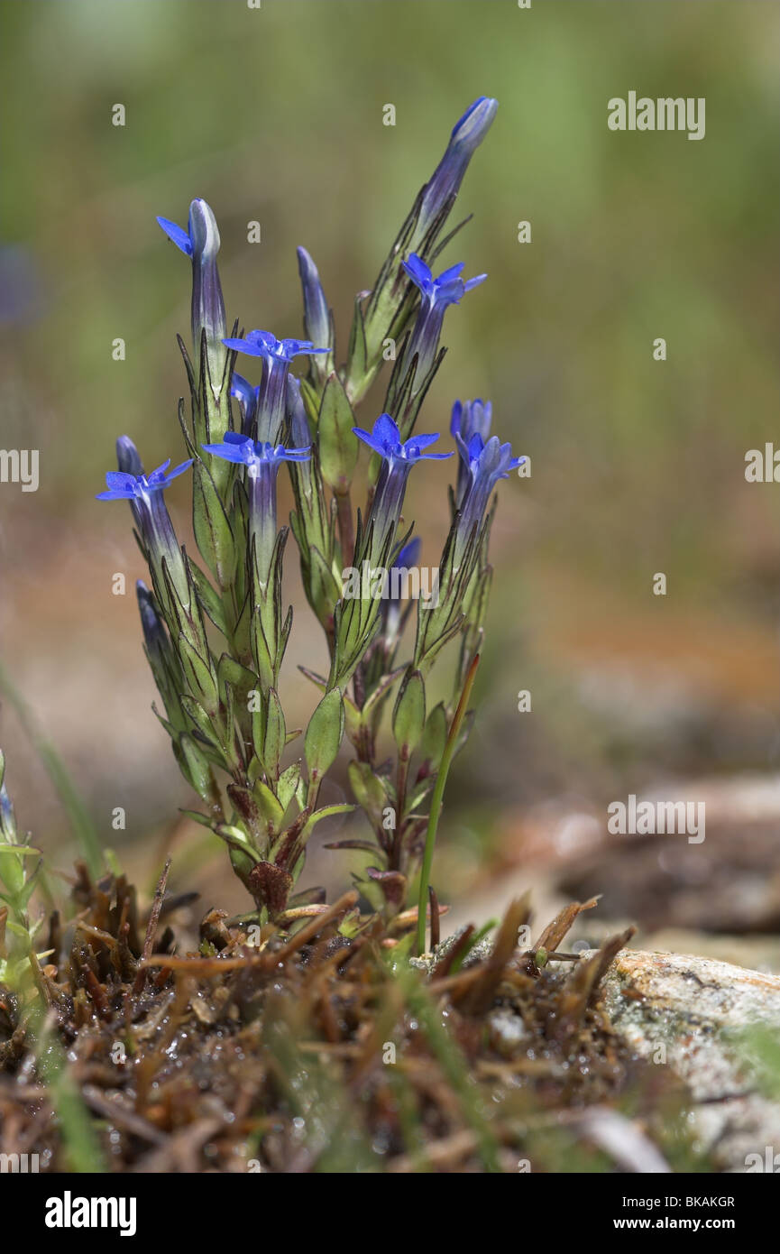 Snow gentian or alpine gentian gentiana nivalis hi-res stock ...