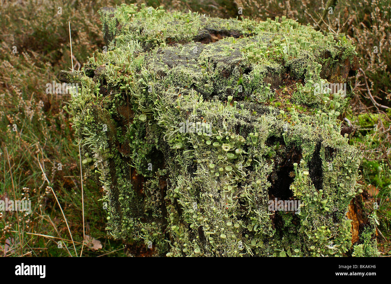 Common mosses hi-res stock photography and images - Alamy