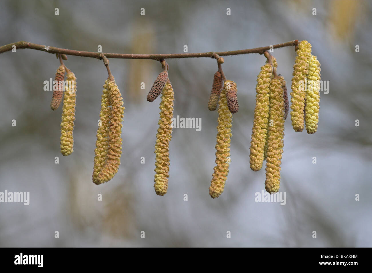 Common Hazel Catkins Stock Photo - Alamy