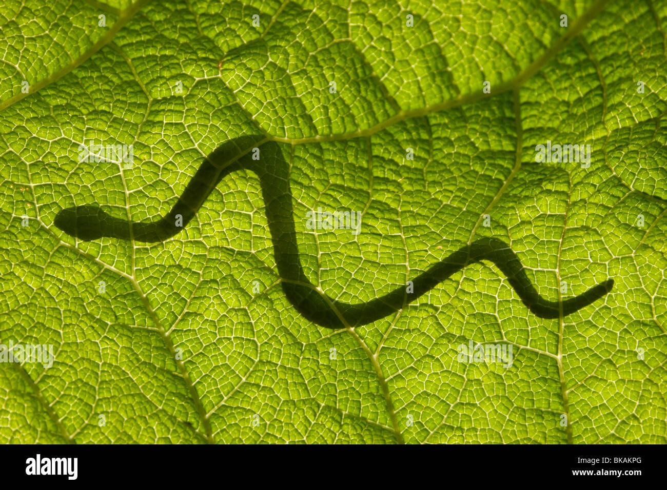 Small snake hi-res stock photography and images - Alamy