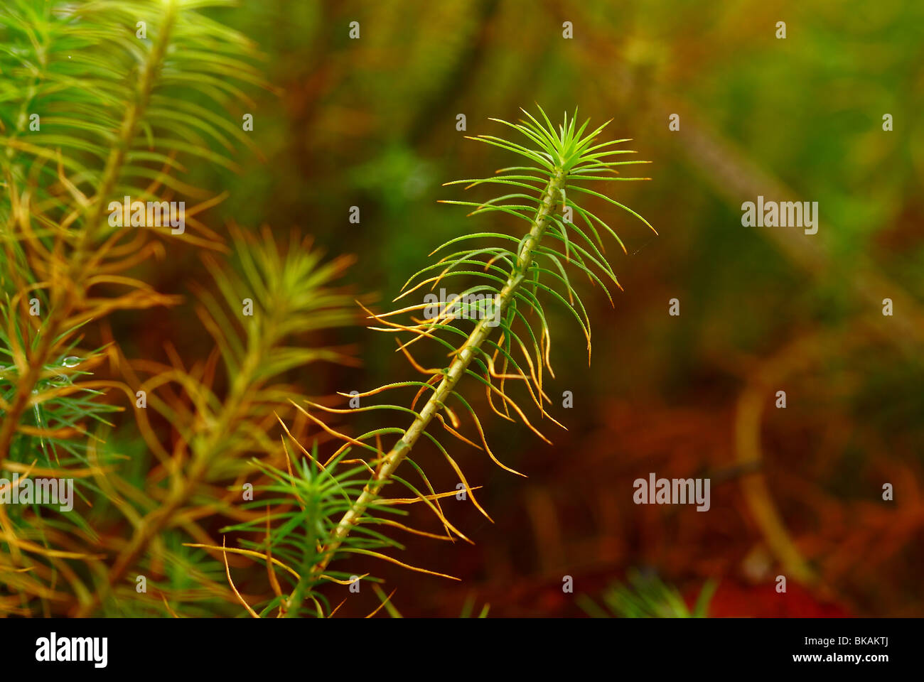Common haircap hi-res stock photography and images - Alamy
