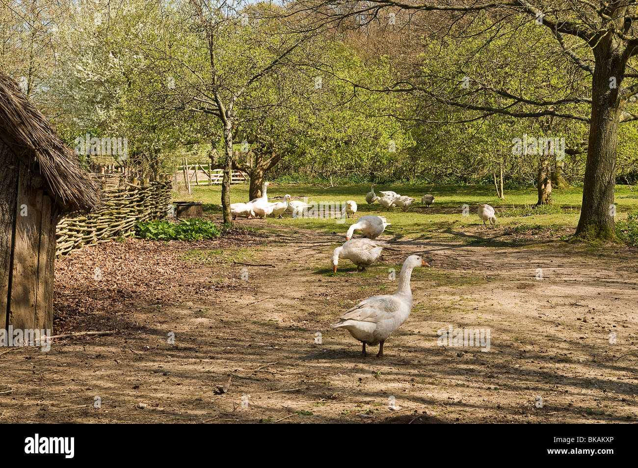 Geese farmyard hi-res stock photography and images - Alamy