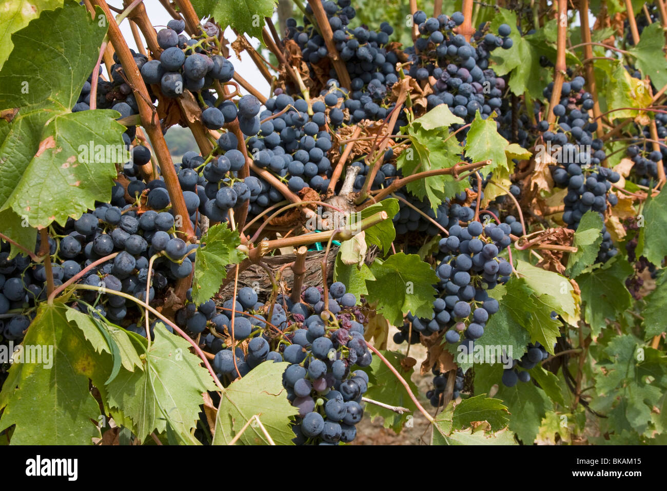 Vine grapevine hi-res stock photography and images - Alamy