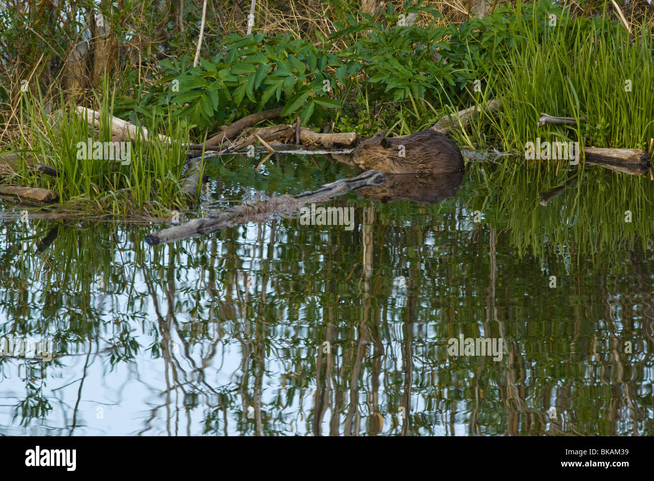 Beavers with reflection hi-res stock photography and images - Alamy