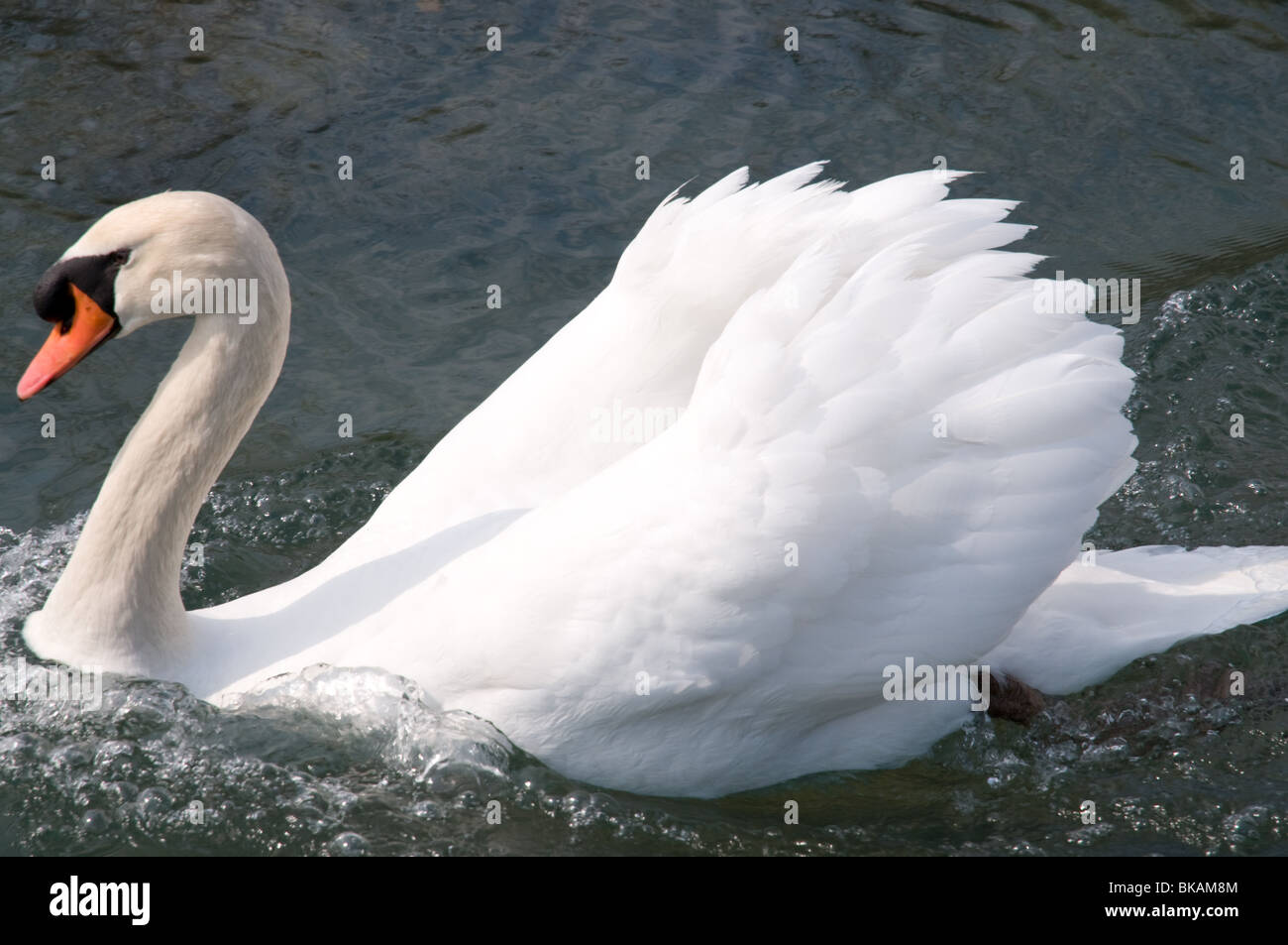 Swan chasing off intruder hi-res stock photography and images - Alamy