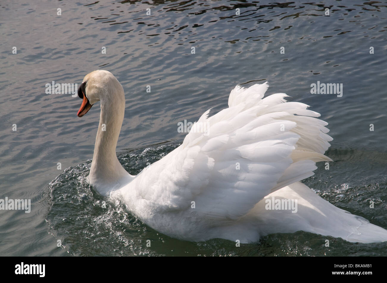 A male swan chasing off intruders Stock Photo - Alamy