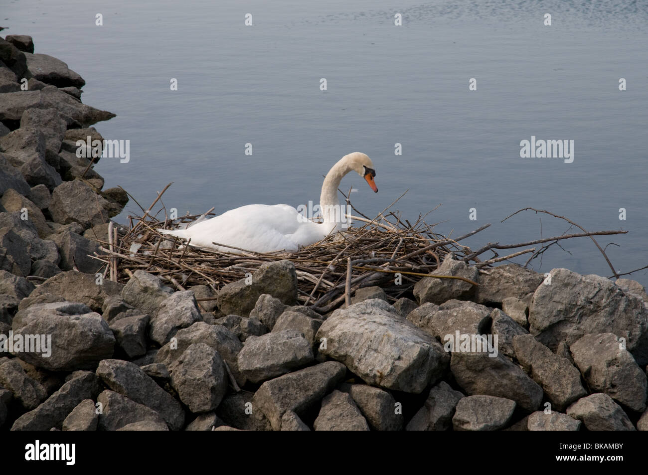 Female swan hi-res stock photography and images - Alamy