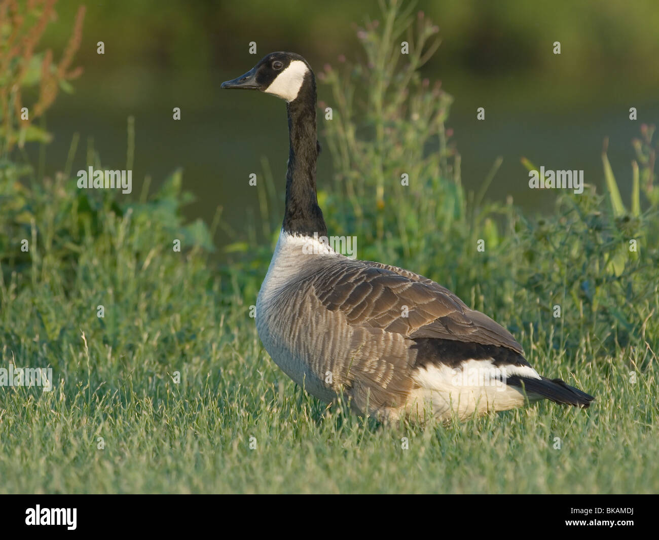 Canade goose hi-res stock photography and images - Alamy
