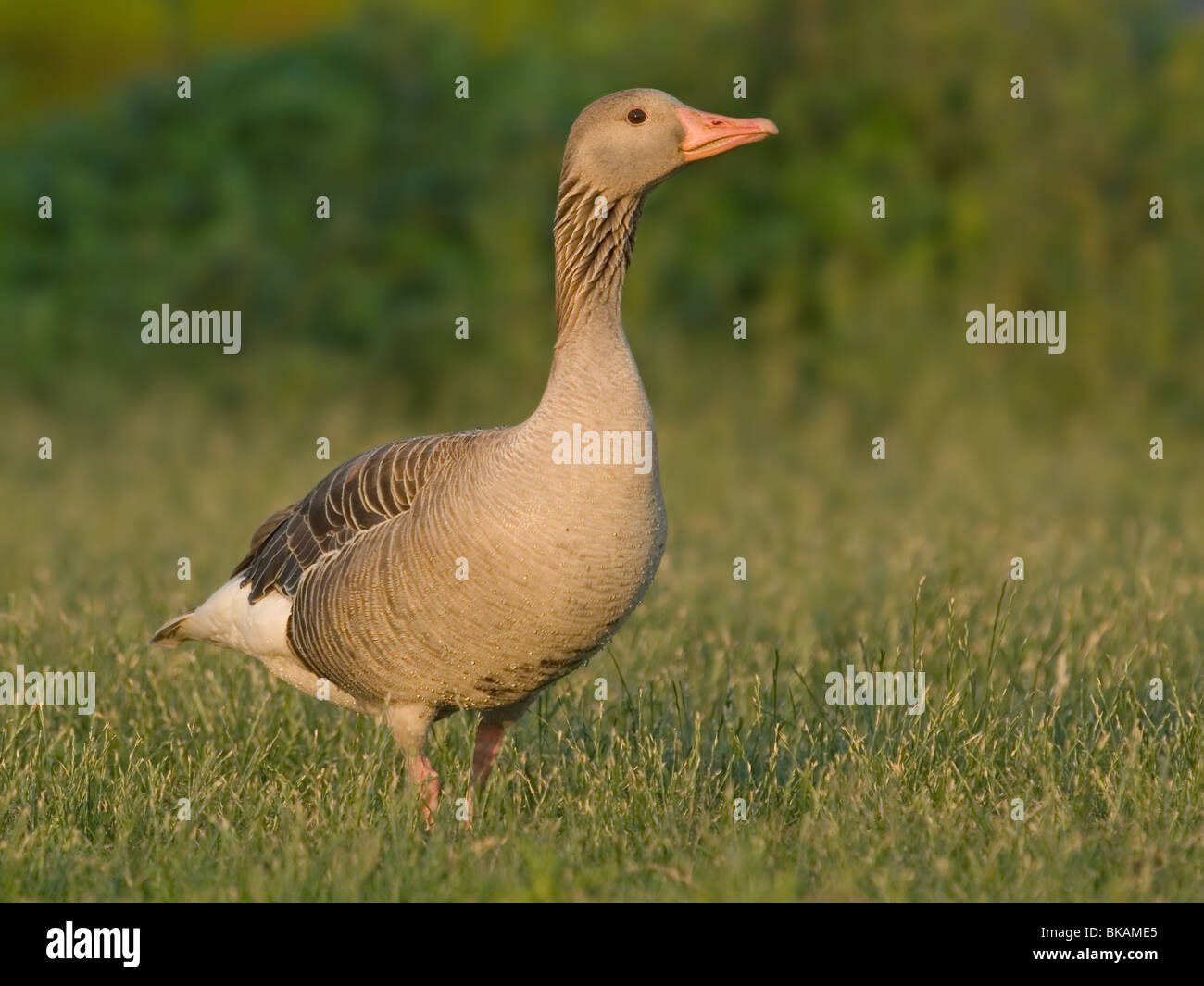 Graylag goose in the evening light in a field Stock Photo - Alamy