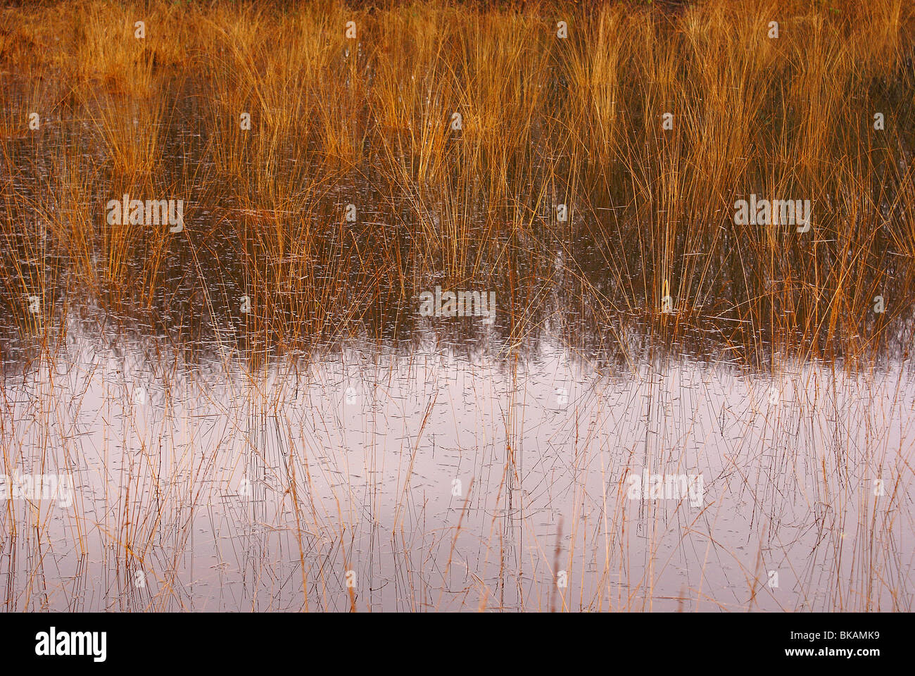 Ondiepe waterplas met verkleurende halmen van Pijpenstrootje Stock ...