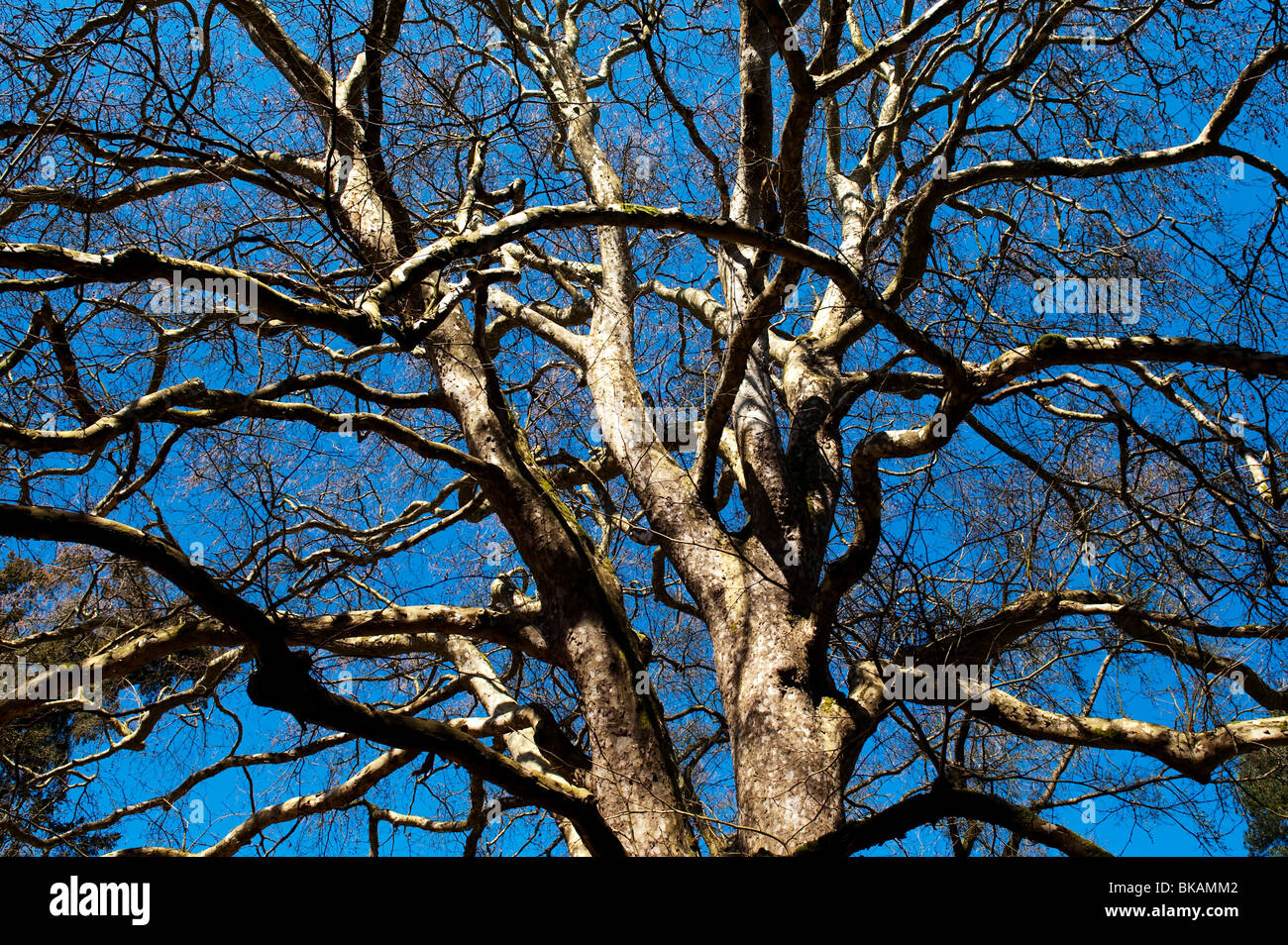 Platanus Orientalis, Oriental plane tree in April. UK Stock Photo - Alamy
