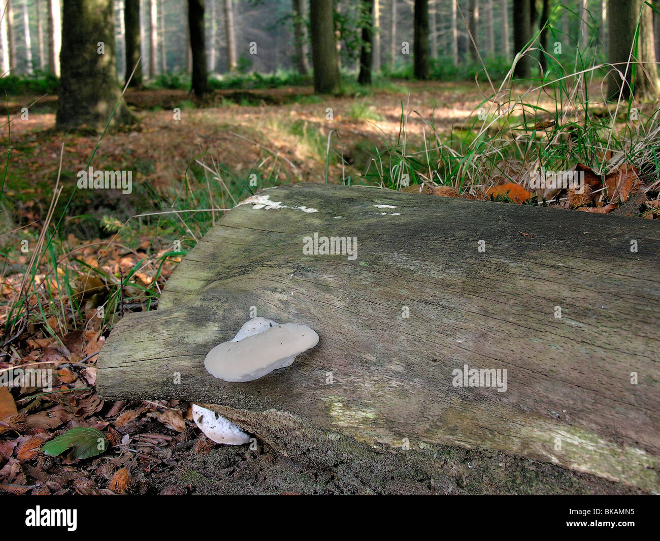 Tephroleucus hi-res stock photography and images - Alamy