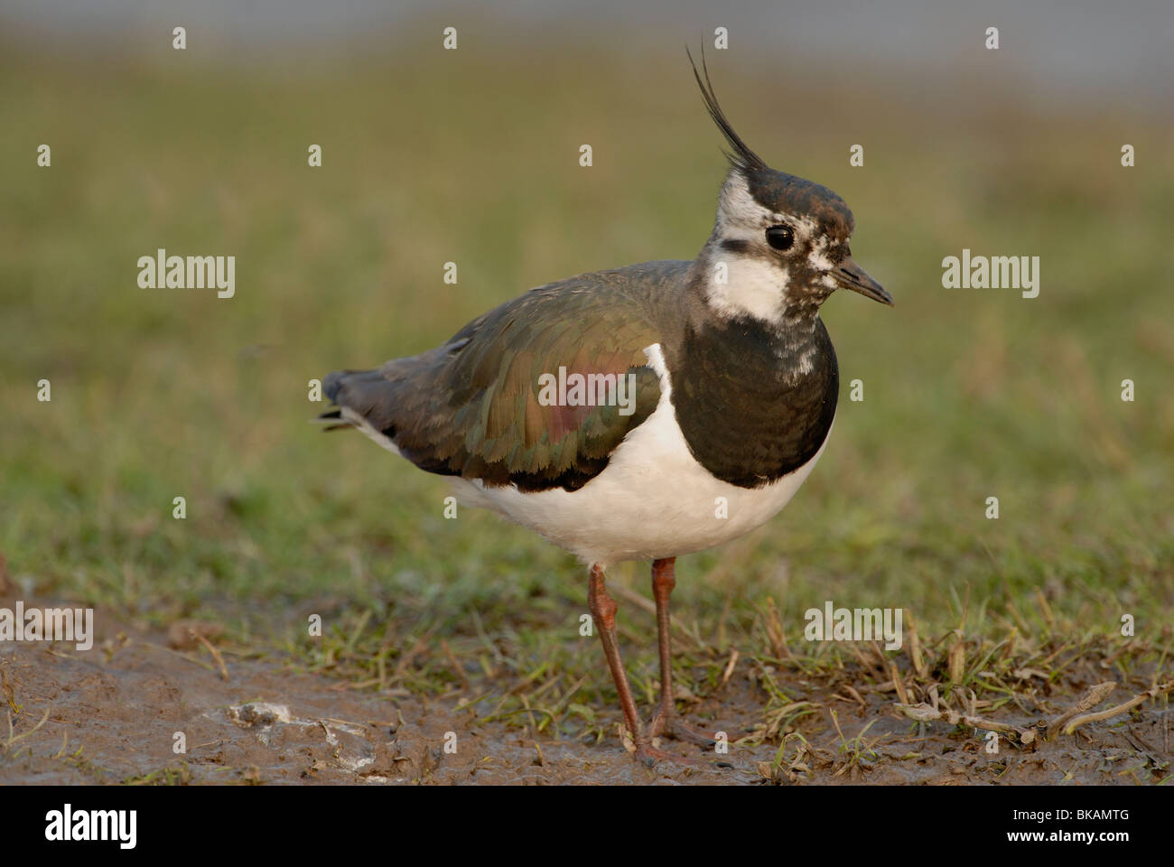 Kievit vrouwtje in graslandlapwing hi-res stock photography and images ...