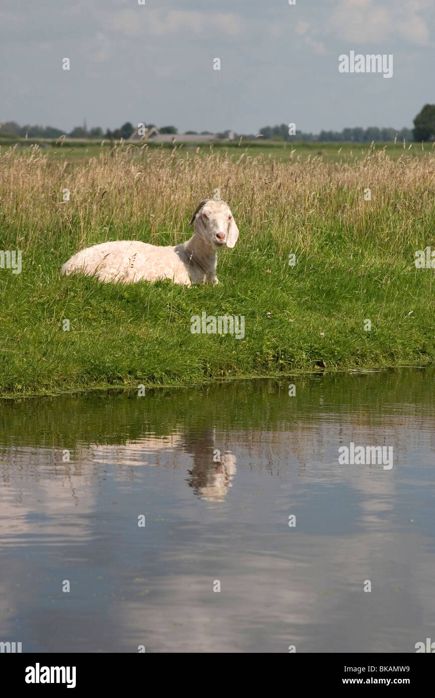 a vertical picture of a white goat lying next to the water with its ...
